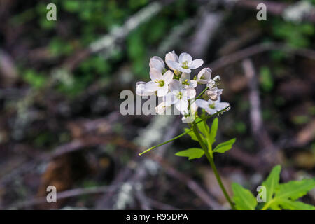 Milkmaid (Cardamine californica) flowers blooming in winter in a forest ...