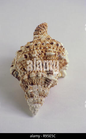 Shell conch, india Stock Photo - Alamy
