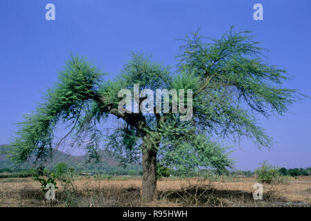 Branches of Babul (Acacia nilotica) tree Stock Photo - Alamy