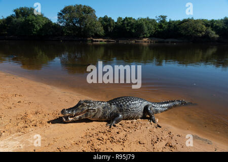 Yacare caimans (Caiman yacare) sunning on a beach at the Caiman Ranch ...