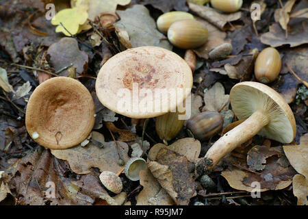 The oak milkcap mushroom or lactarius quietus growing nesr an oak tree ...
