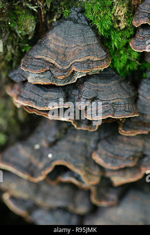 Oak Curtain Crust fungus, Hymenochaete rubiginosa Stock Photo - Alamy