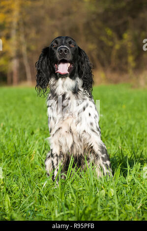 Large Munsterlander in summer Stock Photo - Alamy
