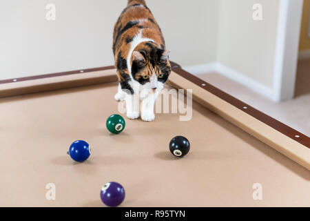 Curious calico cat walking, standing on top of billiard, pool table ...