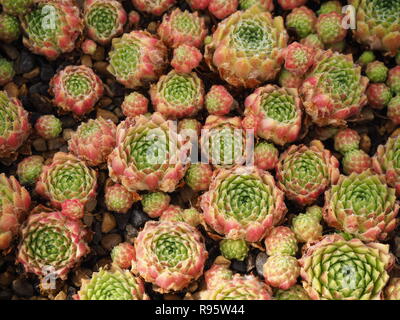Green Sempervivum arachnoideum potted plant. Succulent Closeup Stock ...