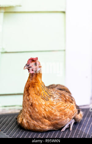 Key West, USA wild free range roaming rooster chicken, hen pair, two ...