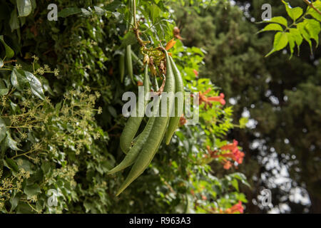 Peas Hanging from Tree Stock Photo - Alamy