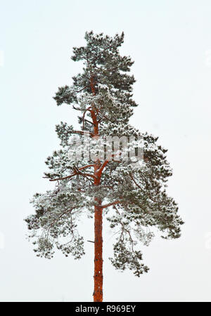 Pine Tree - Stock Image Stock Photo - Alamy