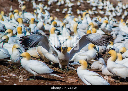 Breeding birds and migratory birds in Bonaventure Island in Perce ...