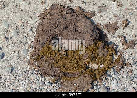 defecation of a cow Stock Photo - Alamy
