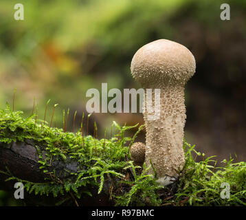 Pestle Puffball (Lycoperdon excipuliforme), Fungi, Antakalnis, Vilnius ...