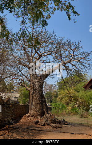 10-Mar-2016- Indian Tree Gorakh Chinch, also known as Baobab-Adansonia ...