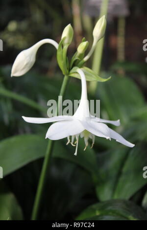 Eucharis amazonica, Amazon Lily, beautiful white flowers growing in the ...