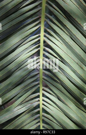 True date palm, date palm, common date palm, date (Phoenix dactylifera ...