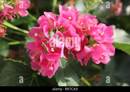 Dombeya wallichii, pink ball tree in bloom Stock Photo - Alamy