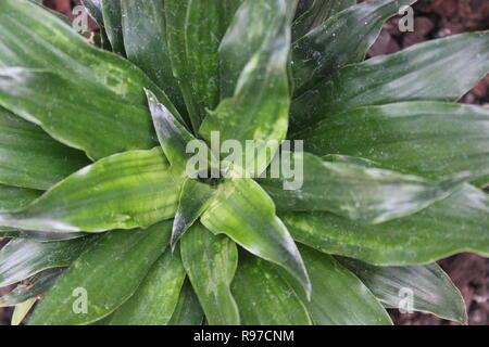 Dracaena compacta, Janet Craig plant, aka corn plant, growing in the ...
