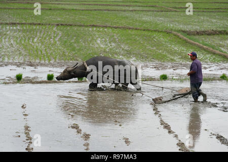 A Filipino farmer prepares the field for rice planting using Carabao ...