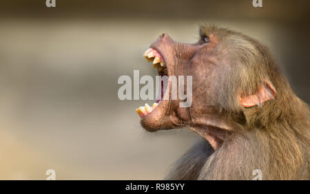 Aggressive screaming baboon isolated. Baboon monkey (Pavian) screaming ...