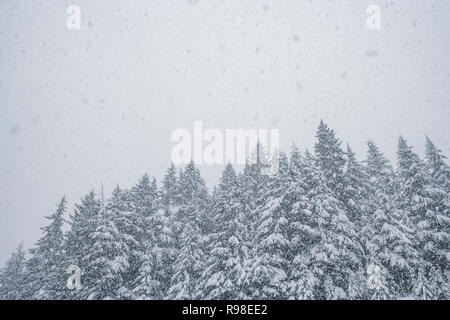 Snow falling in the sky above a conifer forest. Washington State ...