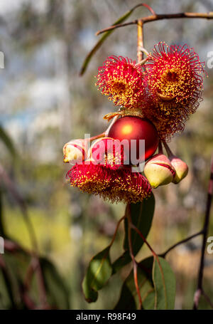 An Australian Christmas, gum tree and gum nuts with a red Christmas ...