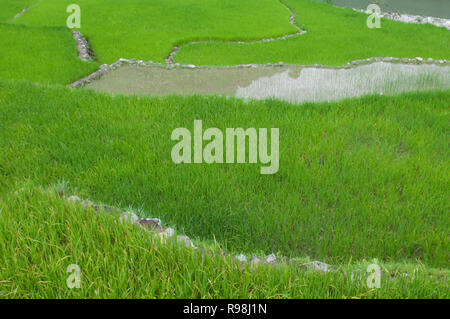Bontoc Rice Terraces, Mountain Region, Luzon, Philippines, Asia, South ...
