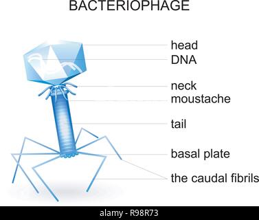 Structure of a bacteriophage Stock Photo: 49485824 - Alamy