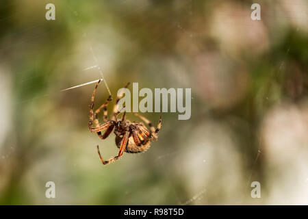 Orb Weaver, Araneus cavaticus, or Charlotte A. Cavatica, as in ...