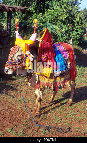 Pola festival bull worship Maharashtra india Stock Photo - Alamy