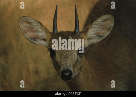 Four Horned Antelope, Tetracerus quadricornis or chousingha Stock Photo ...