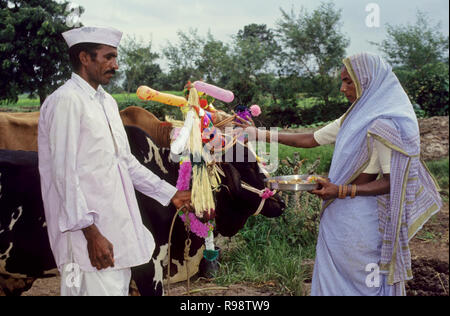 Pola Bull festival Maharashtra India Stock Photo - Alamy