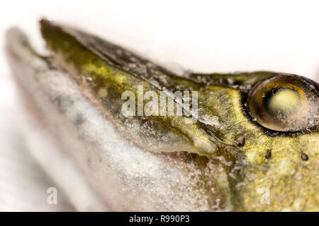 A pike jaw Stock Photo - Alamy