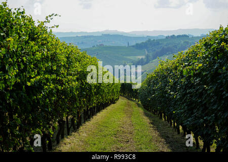 Vineyards in the Langhe around La Morra, Piedmont - Italy Stock Photo ...