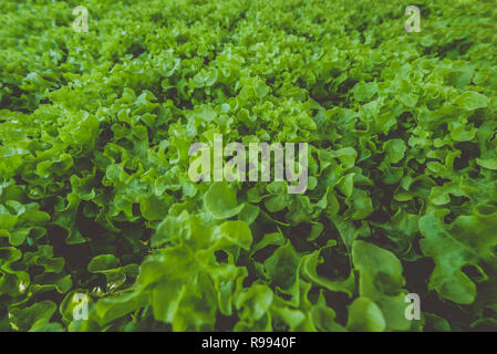 Hydroponic Vegetable salad Stock Photo - Alamy