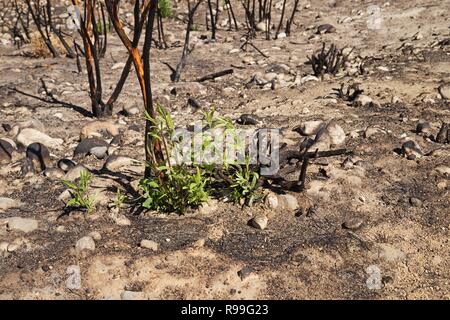 Regrowth, re-growth, nature regeneration, after a controlled forest ...