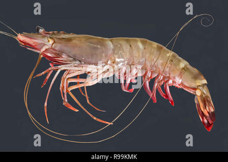 Raw Black Tiger Prawn (Penaeus monodon), headless shrimp with lemon and ...