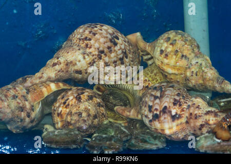 Close up Cassis / helmet shells ! Stock Photo - Alamy