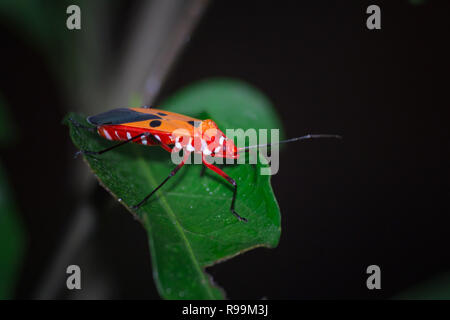 Red Cotton Bug - Mating Dysdercus cingulatus Stock Photo - Alamy
