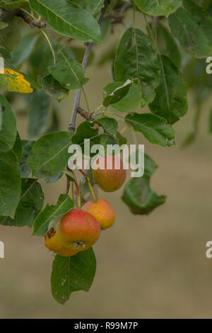 Bollwiller Pear Sorbopyrus x auricularis ´Tatarova´ , Czech Republic on ...
