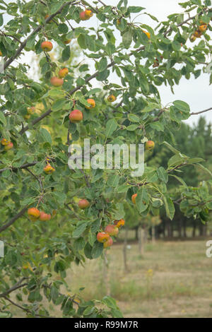 Bollwiller pear tree (x Sorbopyrus auricularis) hybrid between Pyrus ...