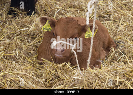 brown cow on bed of straw flanked by others at country show with white ...
