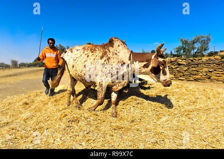 Traditional threshing of Teff (Eragrostis tef) by making Zebu cattle ...