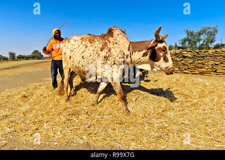 Traditional threshing of Teff (Eragrostis tef) by making Zebu cattle ...