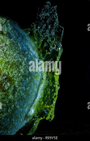 Frozen quince at night Stock Photo - Alamy