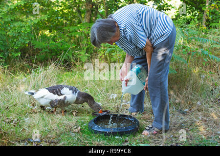 Old lady giving her goose some water Stock Photo - Alamy