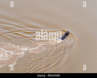 Aerial view on big hippo floating in water, hippopotamus floating in ...