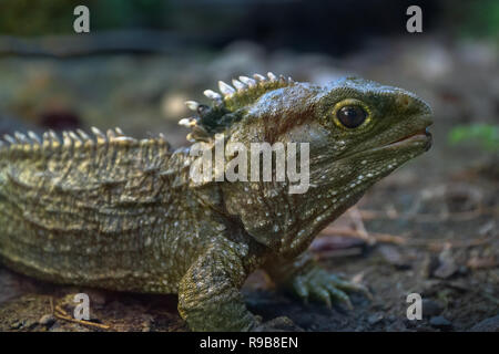 The Tuatara - native New Zealand Lizard Stock Photo - Alamy
