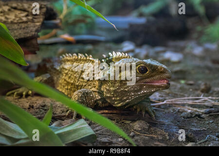 The Tuatara - native New Zealand Lizard Stock Photo - Alamy