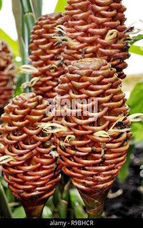 Beehive ginger (Zingiber spectabilis Stock Photo - Alamy