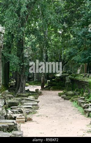 Sandy path through green jungle on tropical island, Panama Stock Photo ...