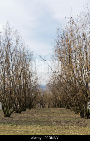 Hazelnut trees of the Langhe during the winter Stock Photo - Alamy